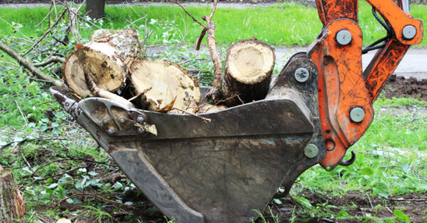 Why You Need Tree Cutting Equipment | Rut Mfg